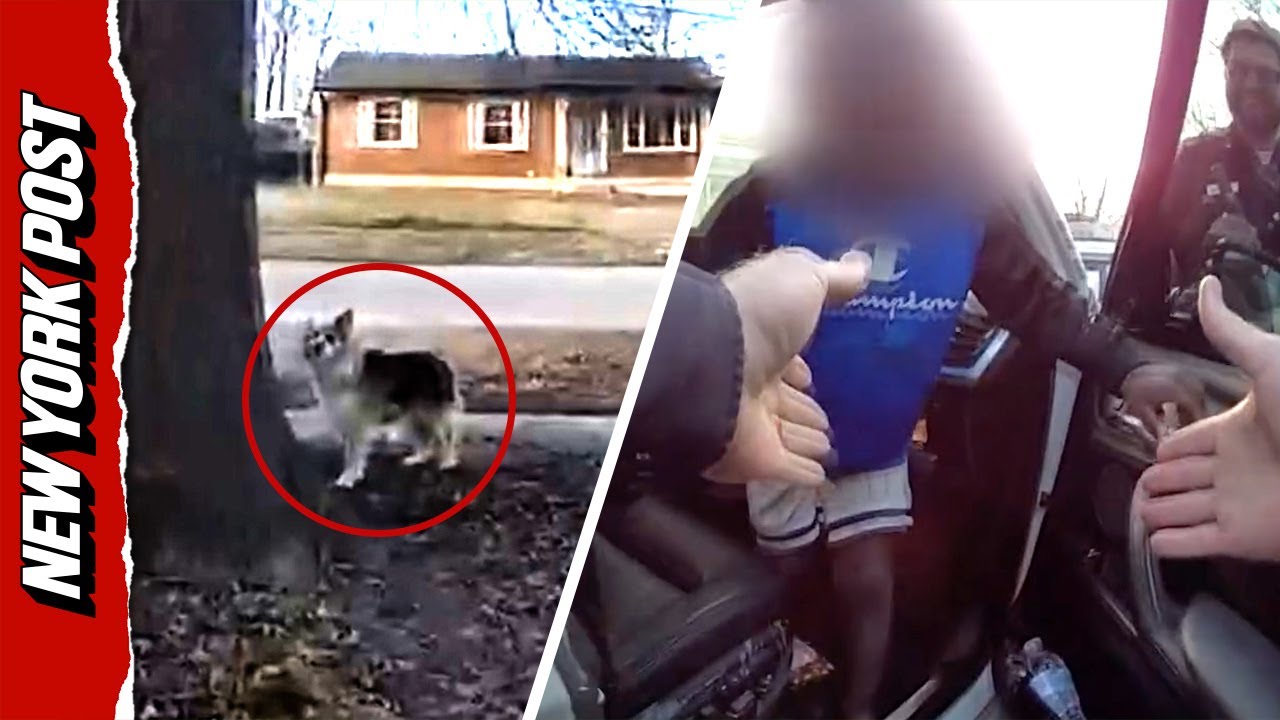 Hero Dog Leads Police to Missing 3-Year-Old in Real-Life ‘Lassie’ Rescue